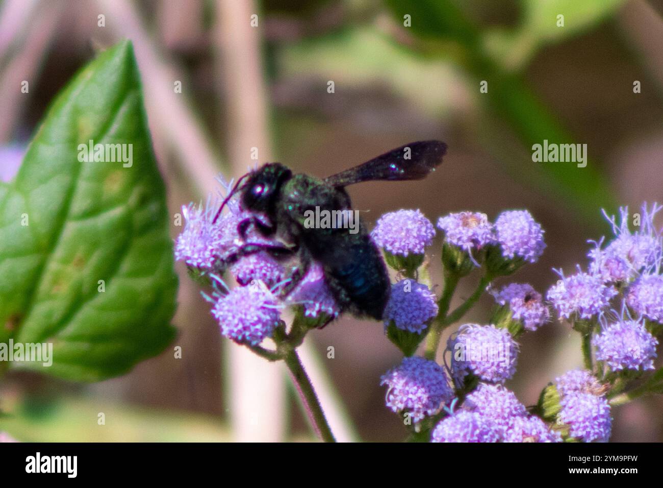 Carpenter-mimic Leafcutter Bee (Megachile xylocopoides Stock Photo - Alamy