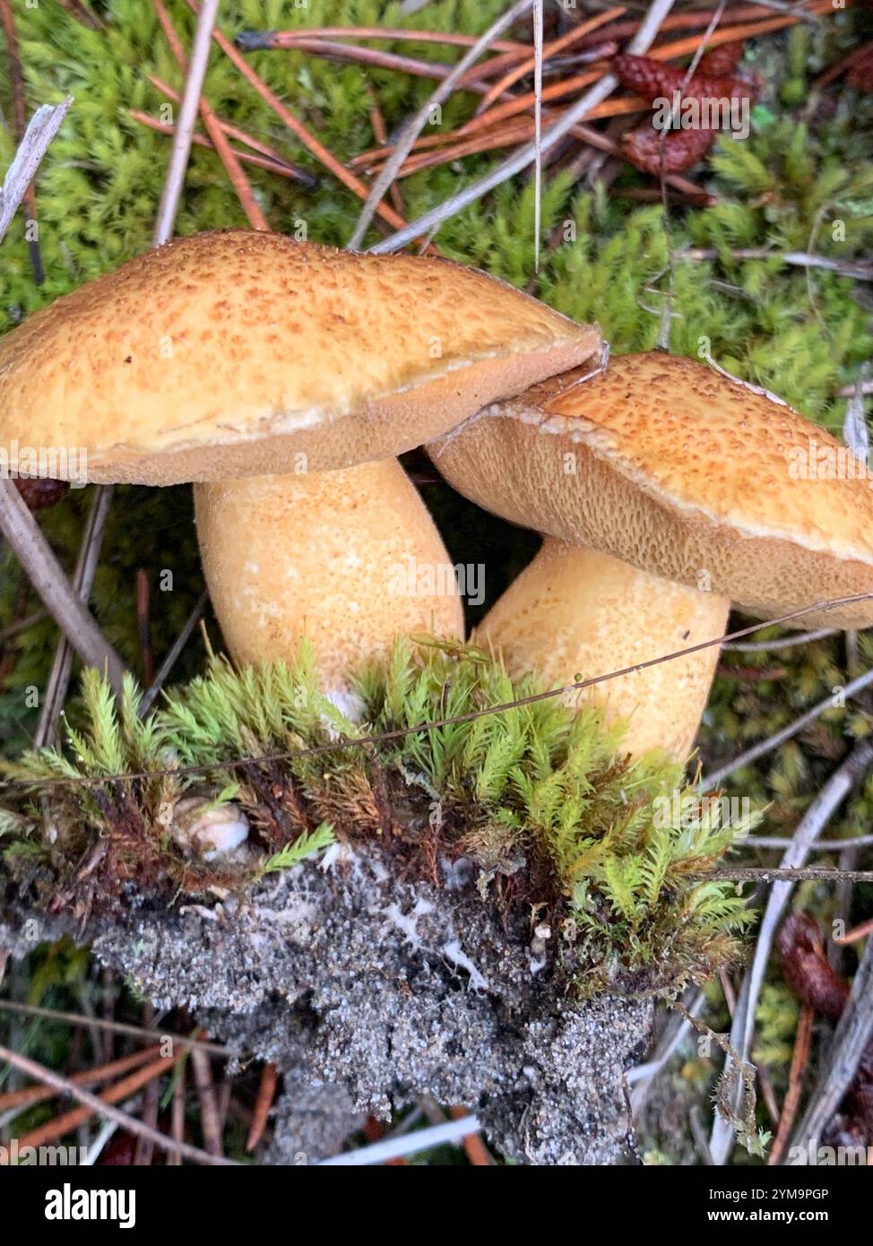 Blue-staining Slippery Jack (Suillus tomentosus Stock Photo - Alamy