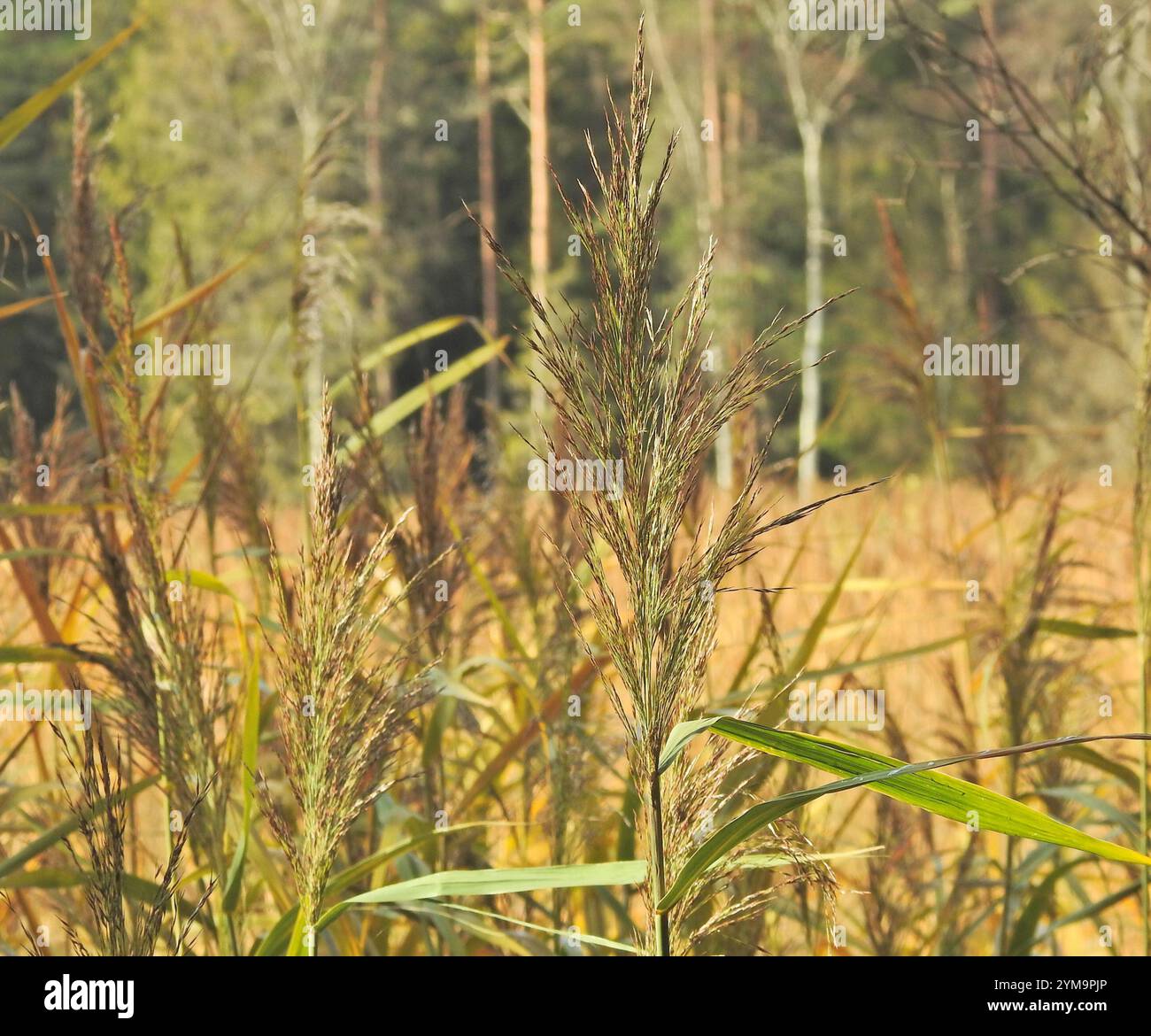 common reed (Phragmites australis Stock Photo - Alamy