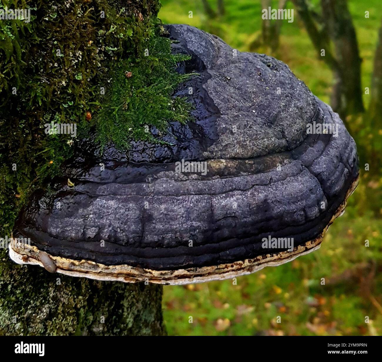 Willow Bracket (Phellinus igniarius Stock Photo - Alamy