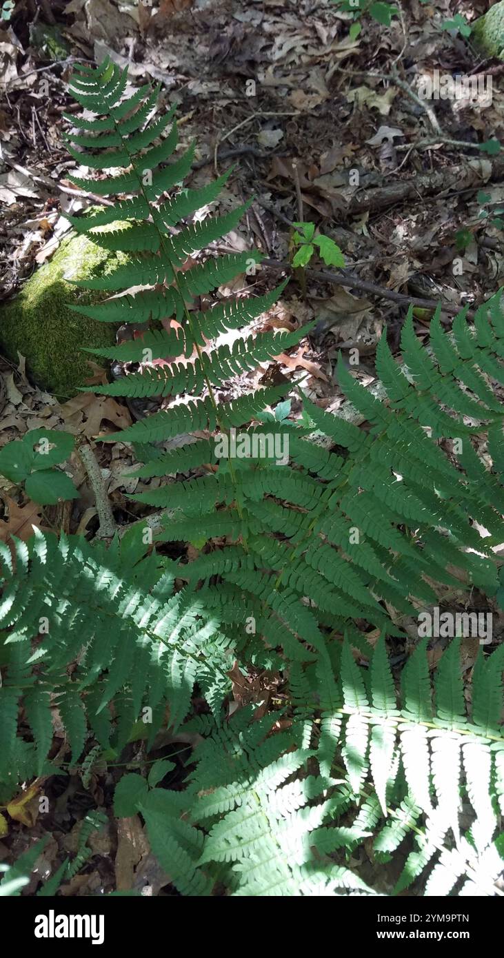 marginal wood fern (Dryopteris marginalis Stock Photo - Alamy