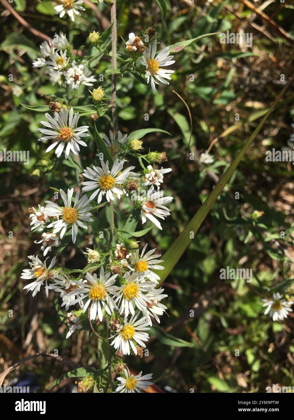hairy white oldfield aster (Symphyotrichum pilosum Stock Photo - Alamy