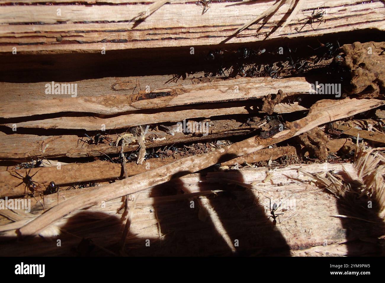 Spider Ants (Leptomyrmex Stock Photo - Alamy