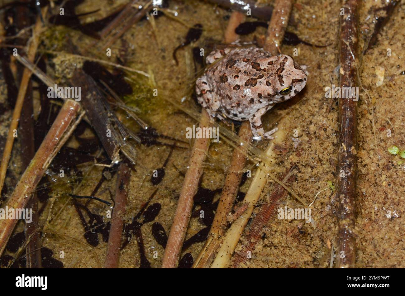 Karoo Toad (Vandijkophrynus gariepensis Stock Photo - Alamy