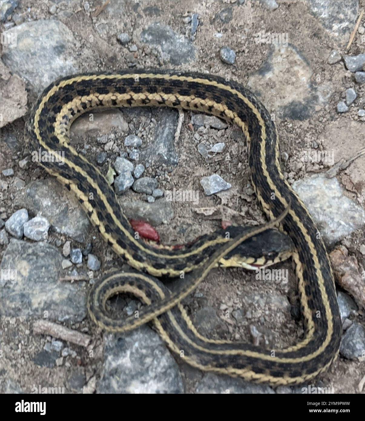Eastern Garter Snake (Thamnophis sirtalis sirtalis Stock Photo - Alamy