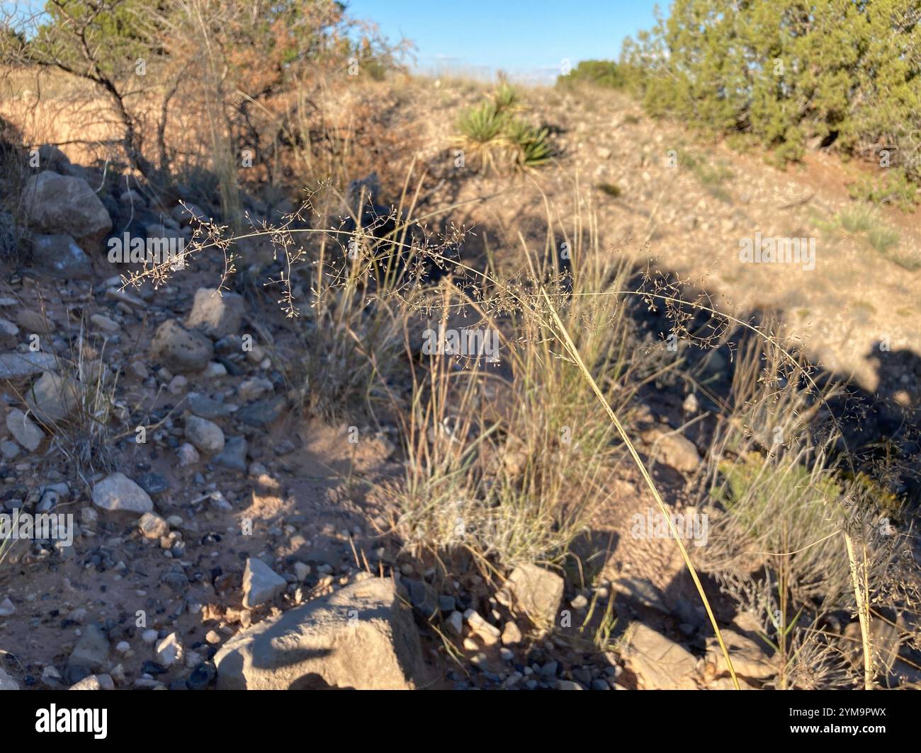 mesa dropseed (Sporobolus flexuosus Stock Photo - Alamy