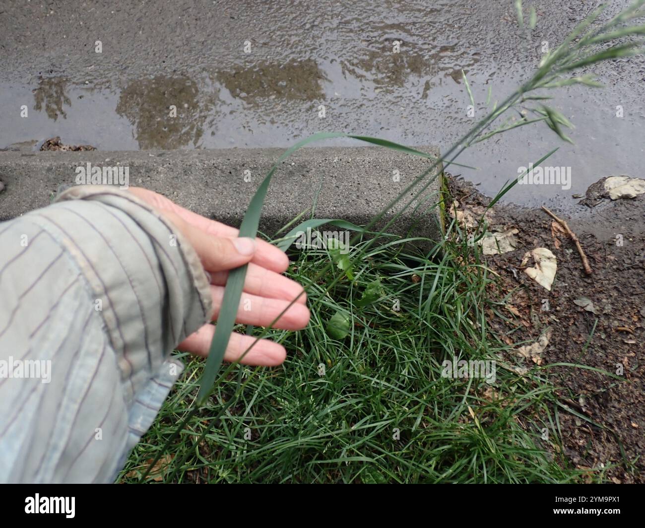 Smooth Brome (Bromus inermis Stock Photo - Alamy