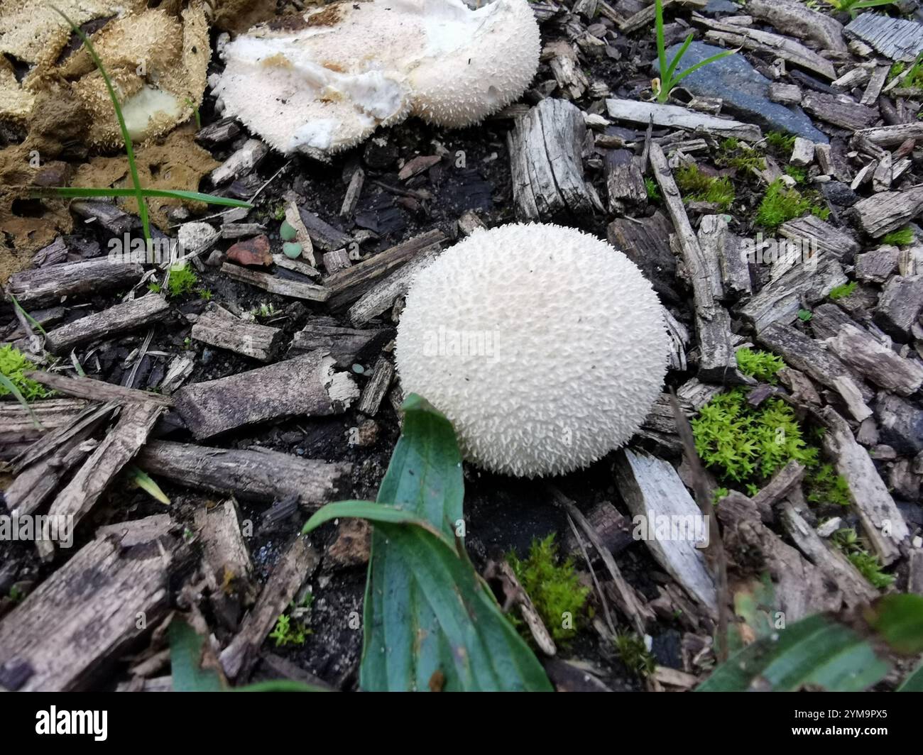 Lycoperdon pratense hi-res stock photography and images - Alamy