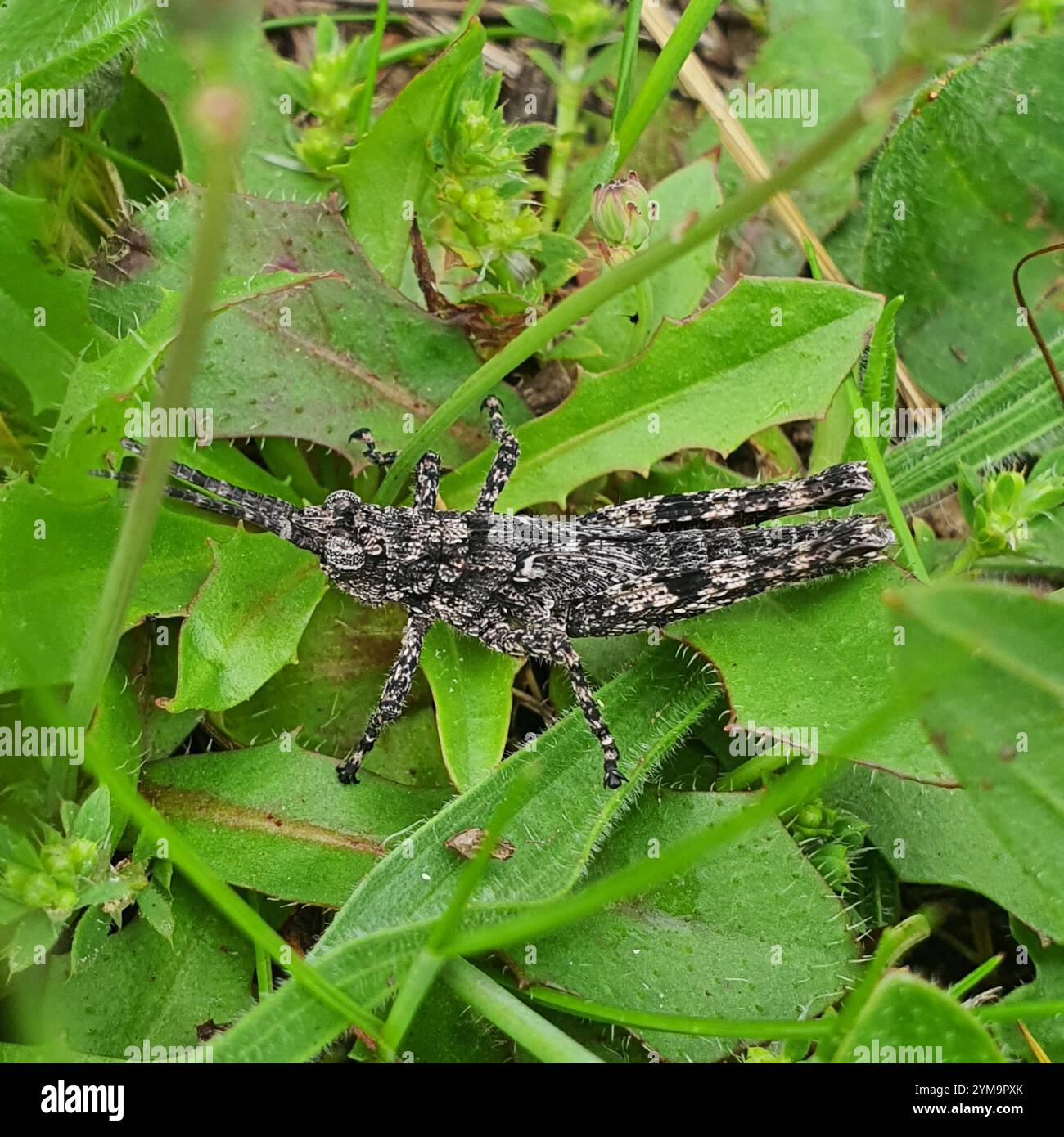 Bark-mimicking Grasshopper (Coryphistes ruricola Stock Photo - Alamy