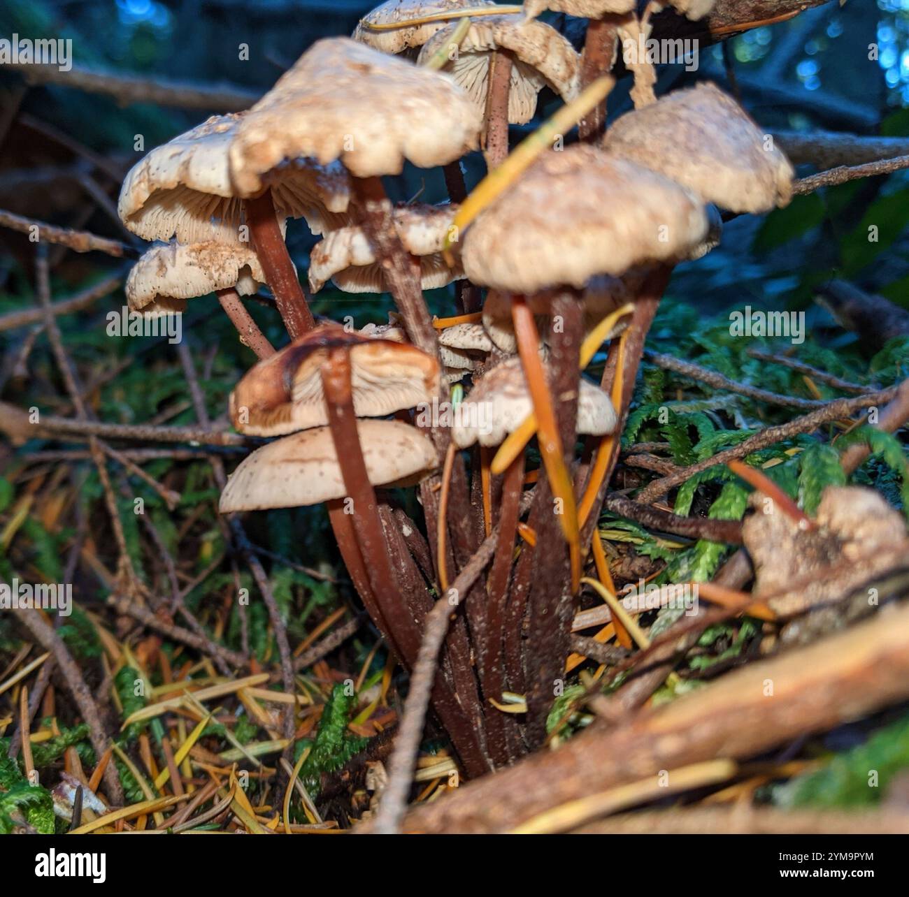 Cluster Cap (Connopus acervatus Stock Photo - Alamy