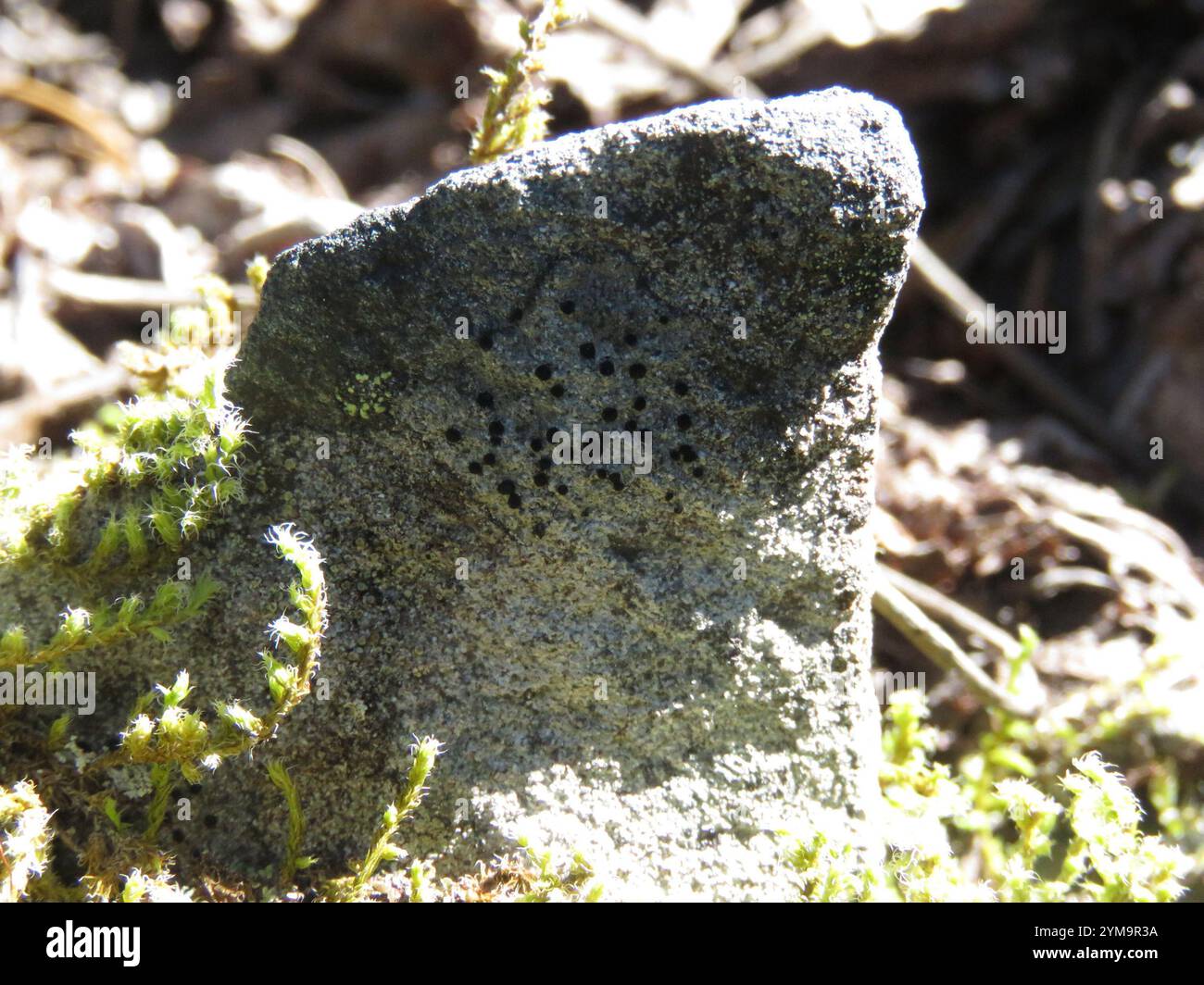 Tile Lichens (Lecidea Stock Photo - Alamy