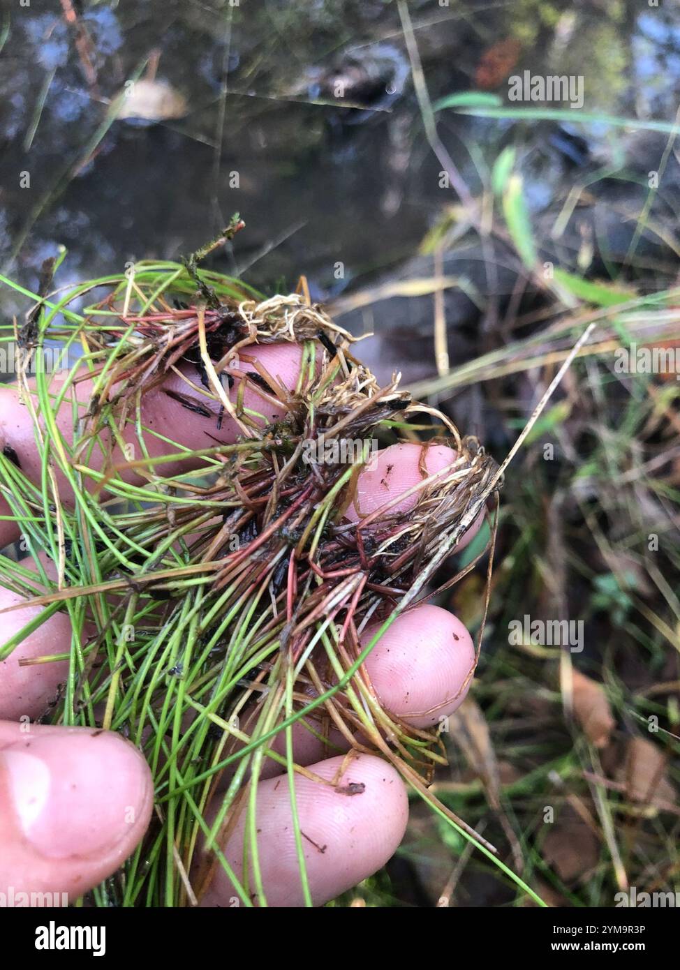 Capitate Spikerush (Eleocharis flavescens olivacea Stock Photo - Alamy