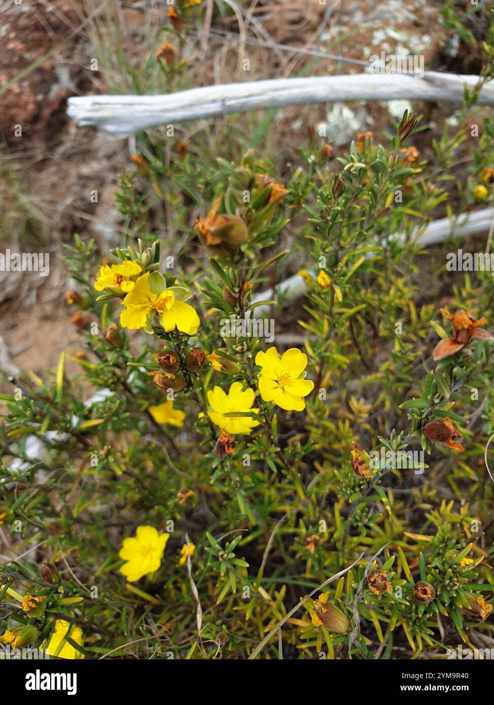 Erect Guinea-flower (Hibbertia riparia Stock Photo - Alamy
