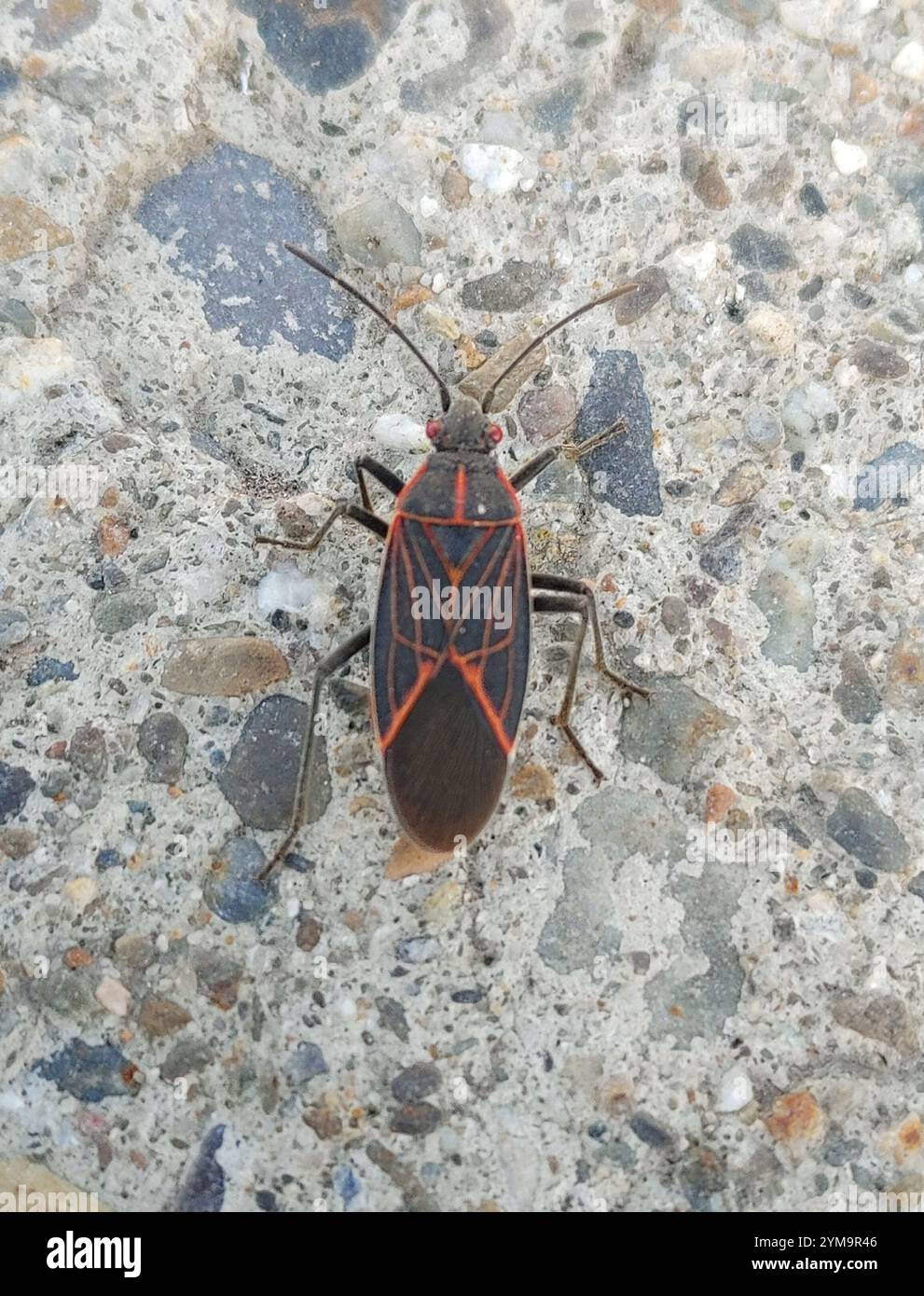 Western Boxelder Bug (Boisea rubrolineata Stock Photo - Alamy