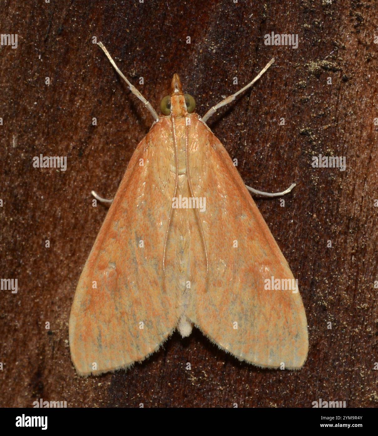 American Lotus Borer Moth (Ostrinia penitalis Stock Photo - Alamy