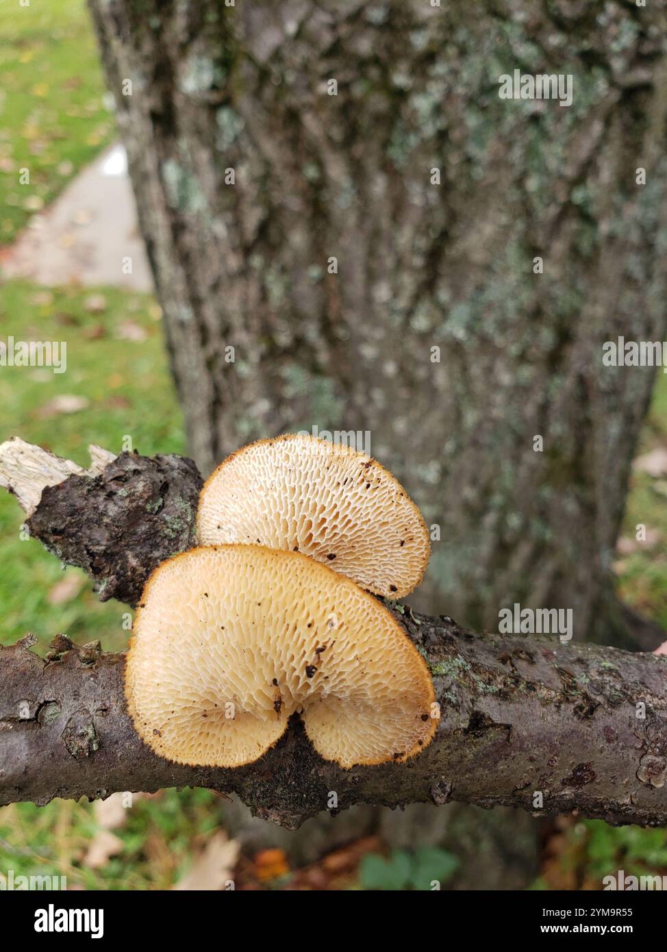 hexagonal-pored polypore (Neofavolus alveolaris Stock Photo - Alamy