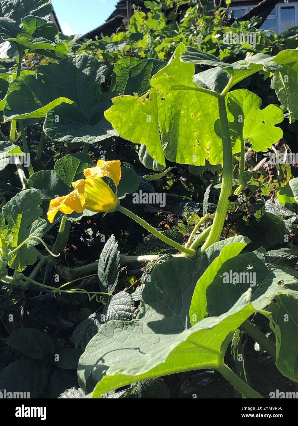American pumpkin (Cucurbita pepo Stock Photo - Alamy