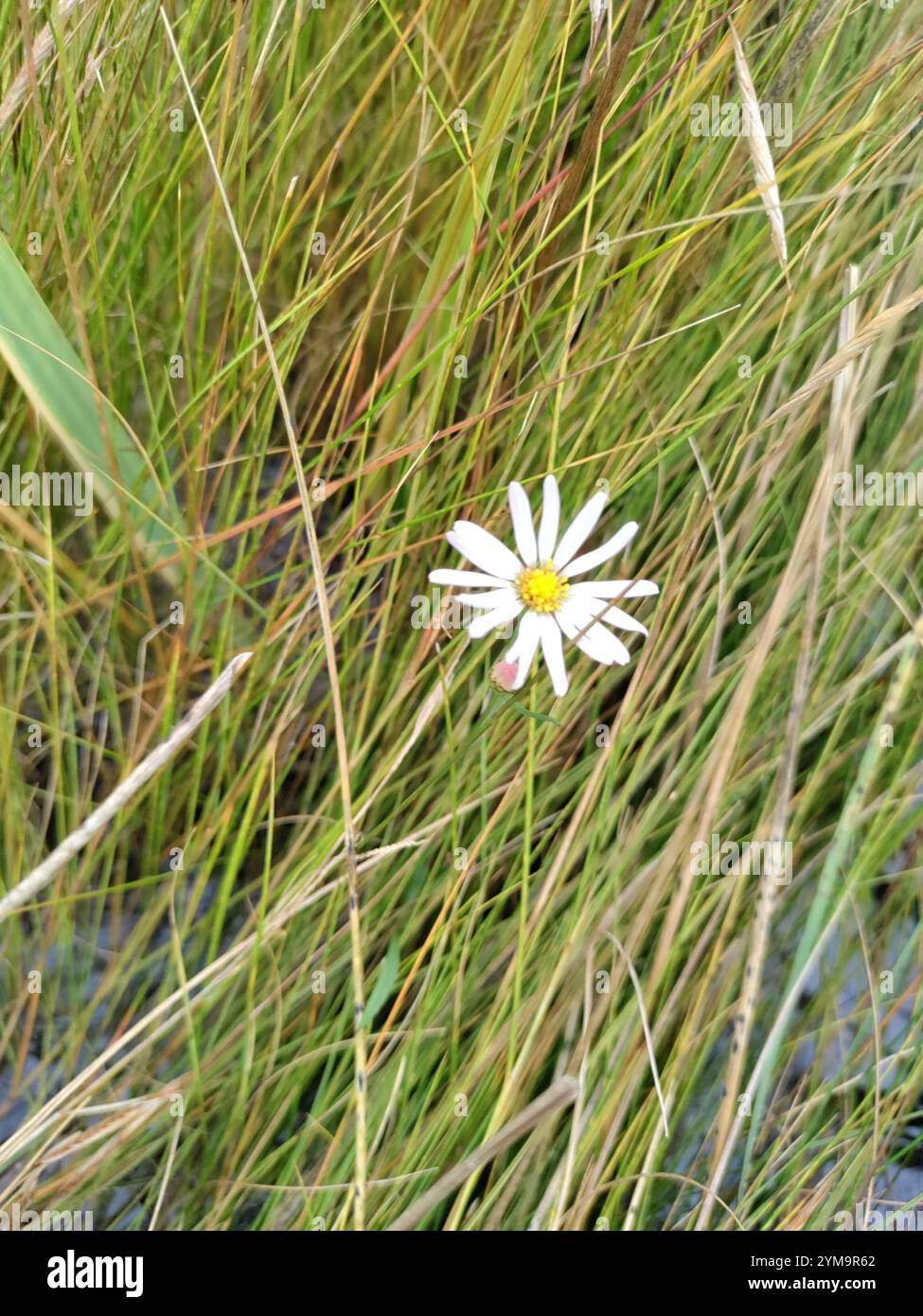 Perennial Saltmarsh Aster (Symphyotrichum tenuifolium Stock Photo - Alamy