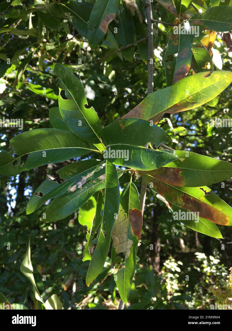 shingle oak (Quercus imbricaria Stock Photo - Alamy