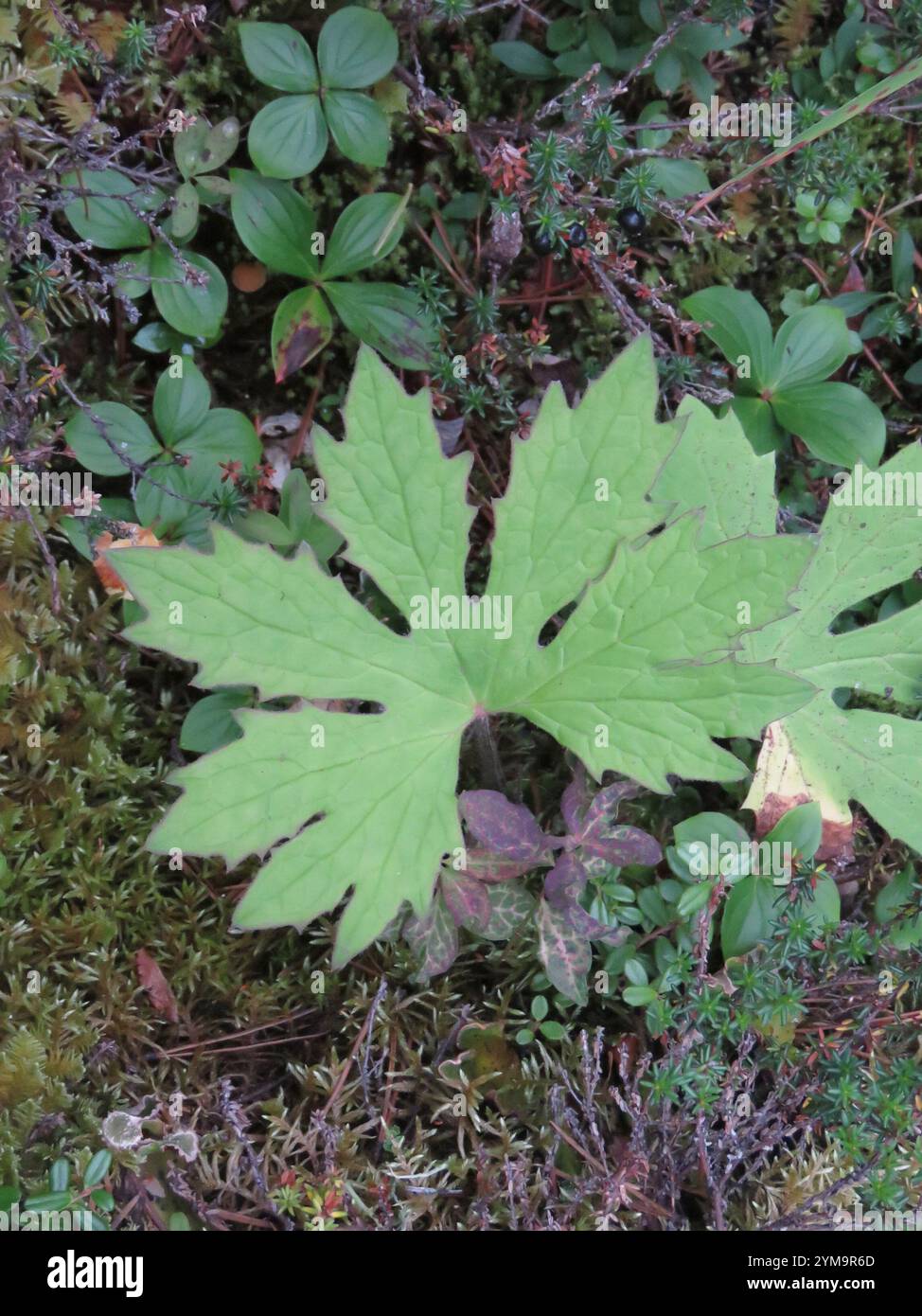 Western Sweet Coltsfoot (Petasites frigidus palmatus Stock Photo - Alamy