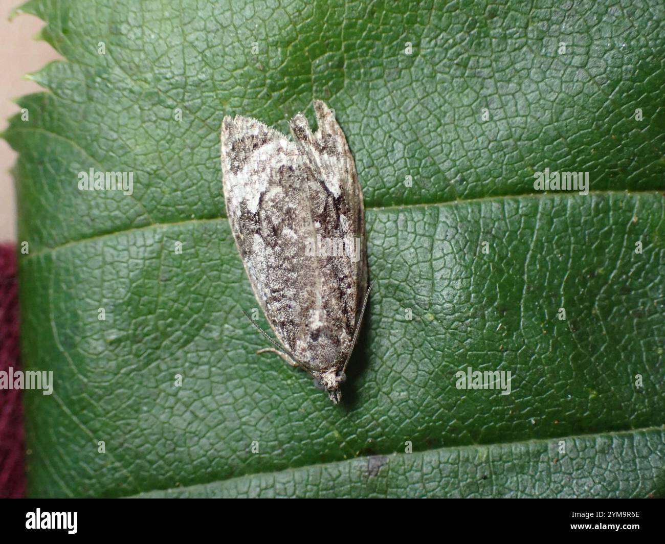 Olethreutine Leafroller Moths (Olethreutinae Stock Photo - Alamy