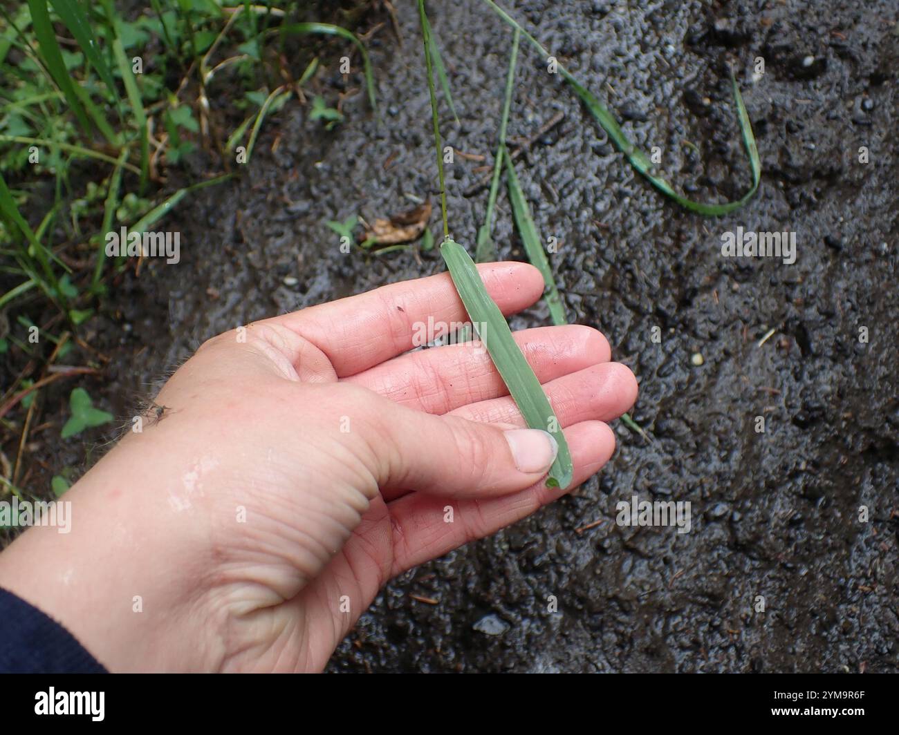 Alpine Timothy (Phleum alpinum Stock Photo - Alamy