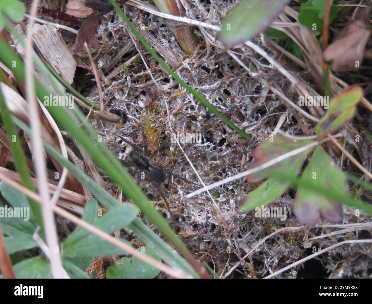 Thin-legged Wolf Spiders (Pardosa Stock Photo - Alamy