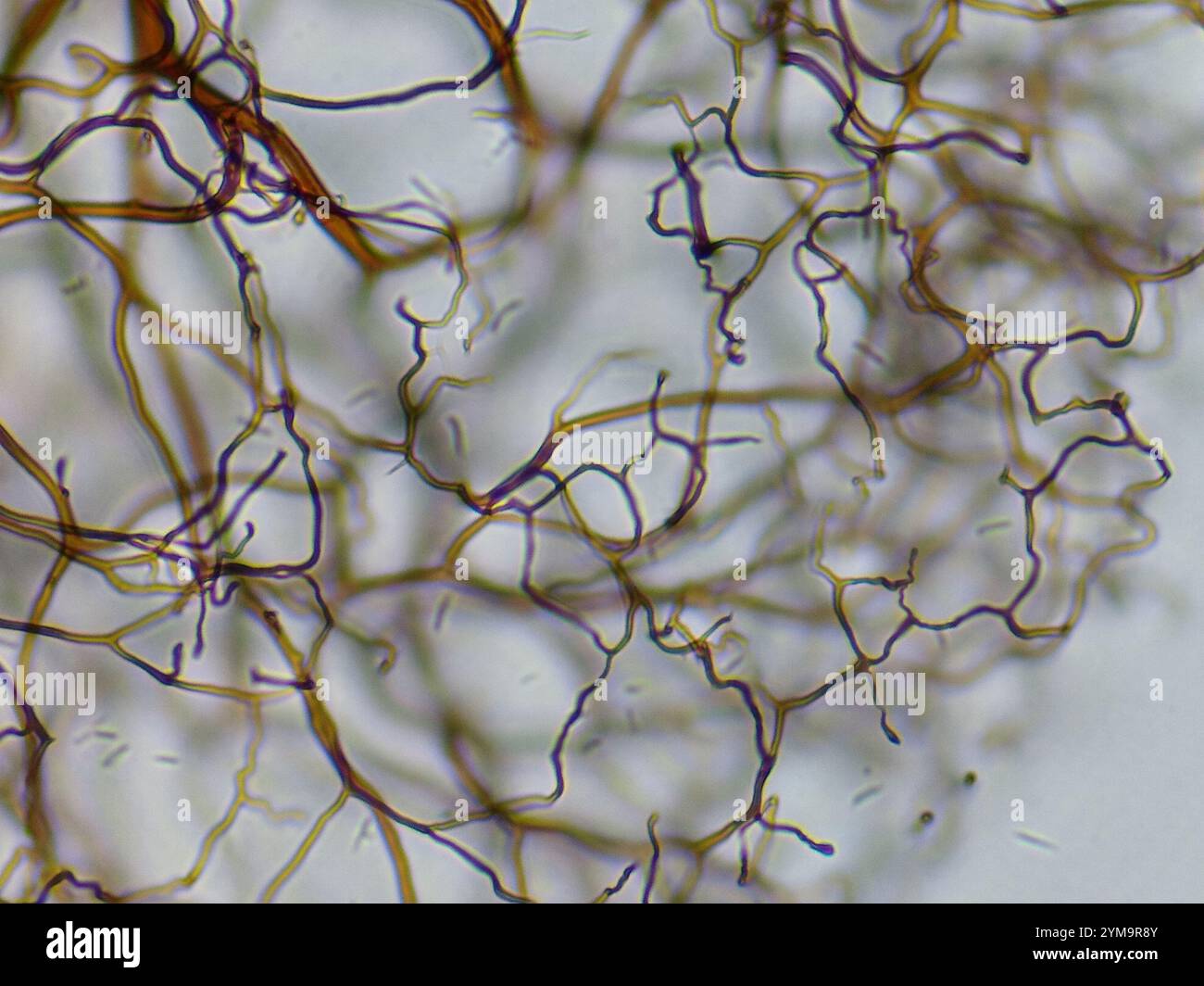 Comatricha elegans hi-res stock photography and images - Alamy