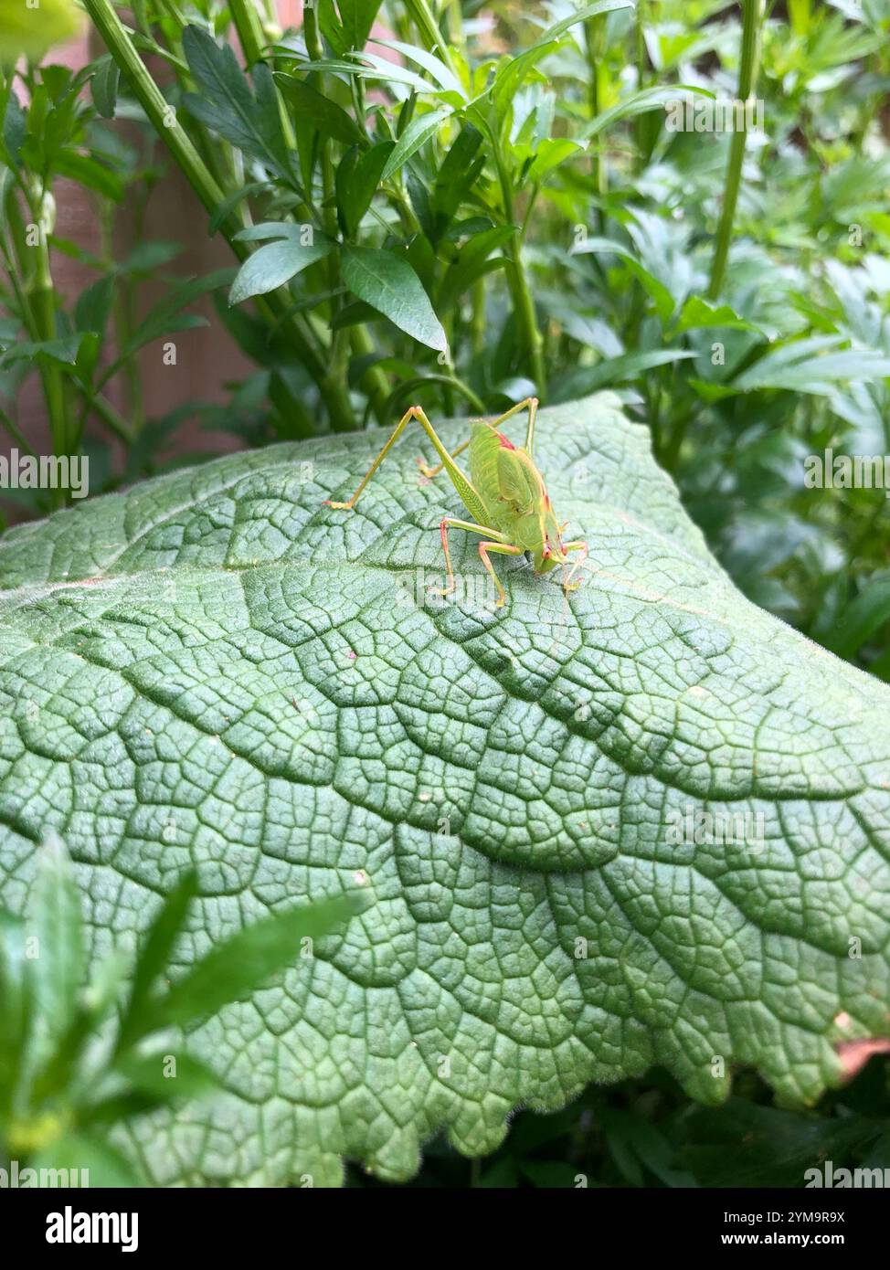 Australian Common Garden Katydid (Caedicia simplex Stock Photo - Alamy