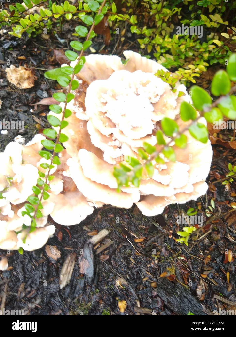 Blushing Rosette (Abortiporus biennis Stock Photo - Alamy