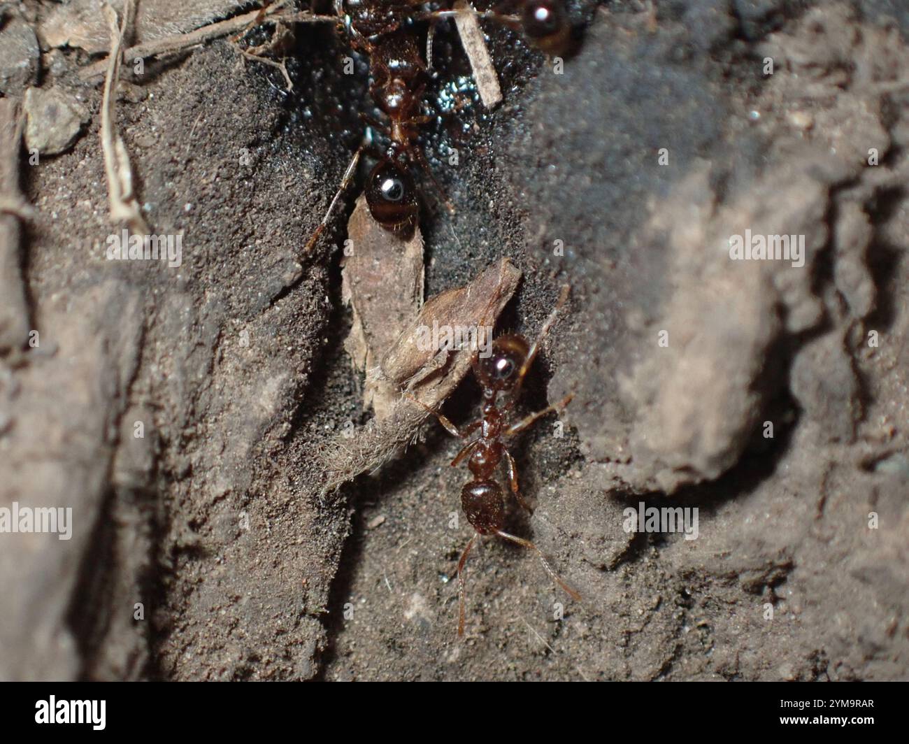 Western Collared Ant (Aphaenogaster occidentalis Stock Photo - Alamy