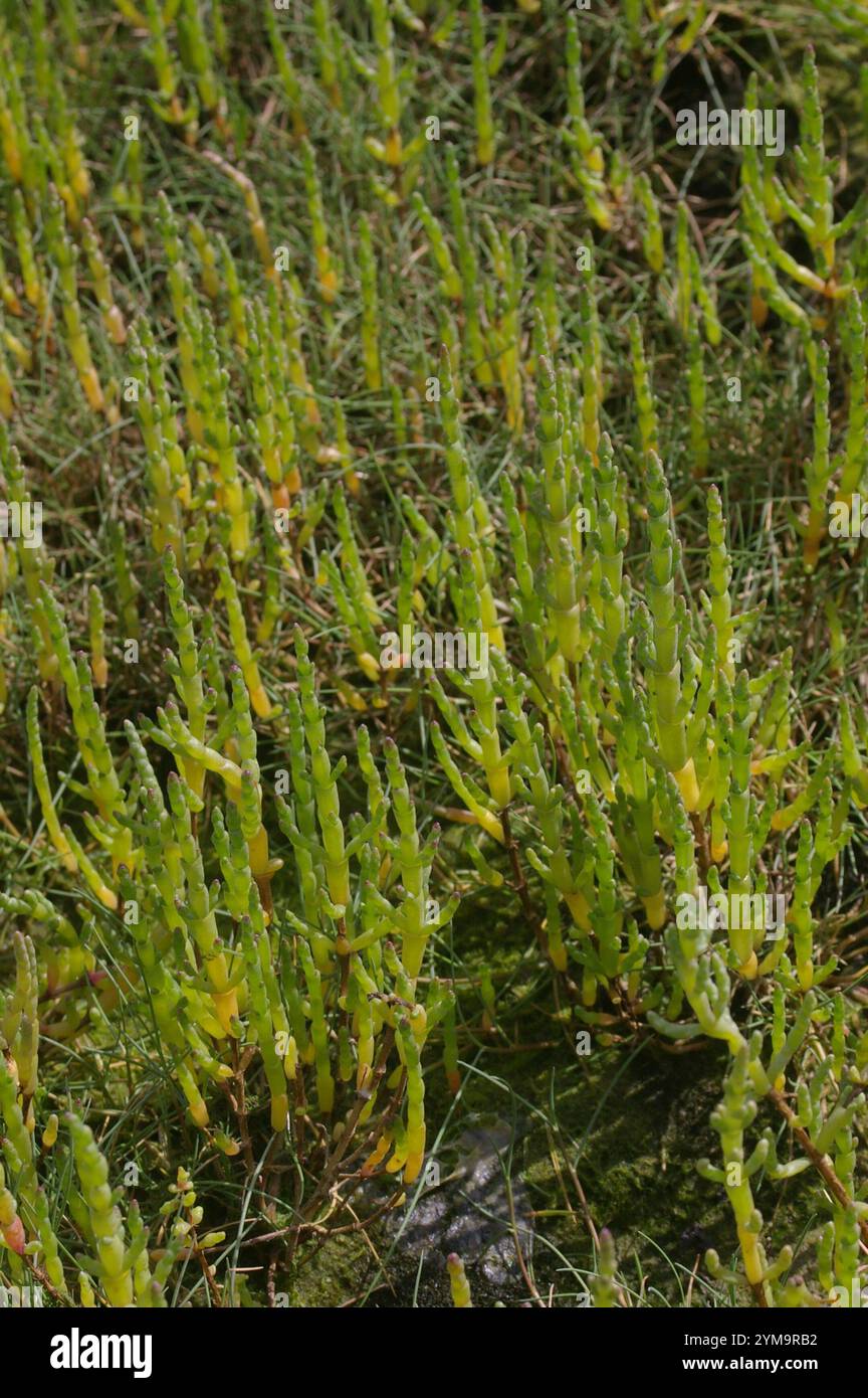 Common Glasswort (Salicornia europaea Stock Photo - Alamy