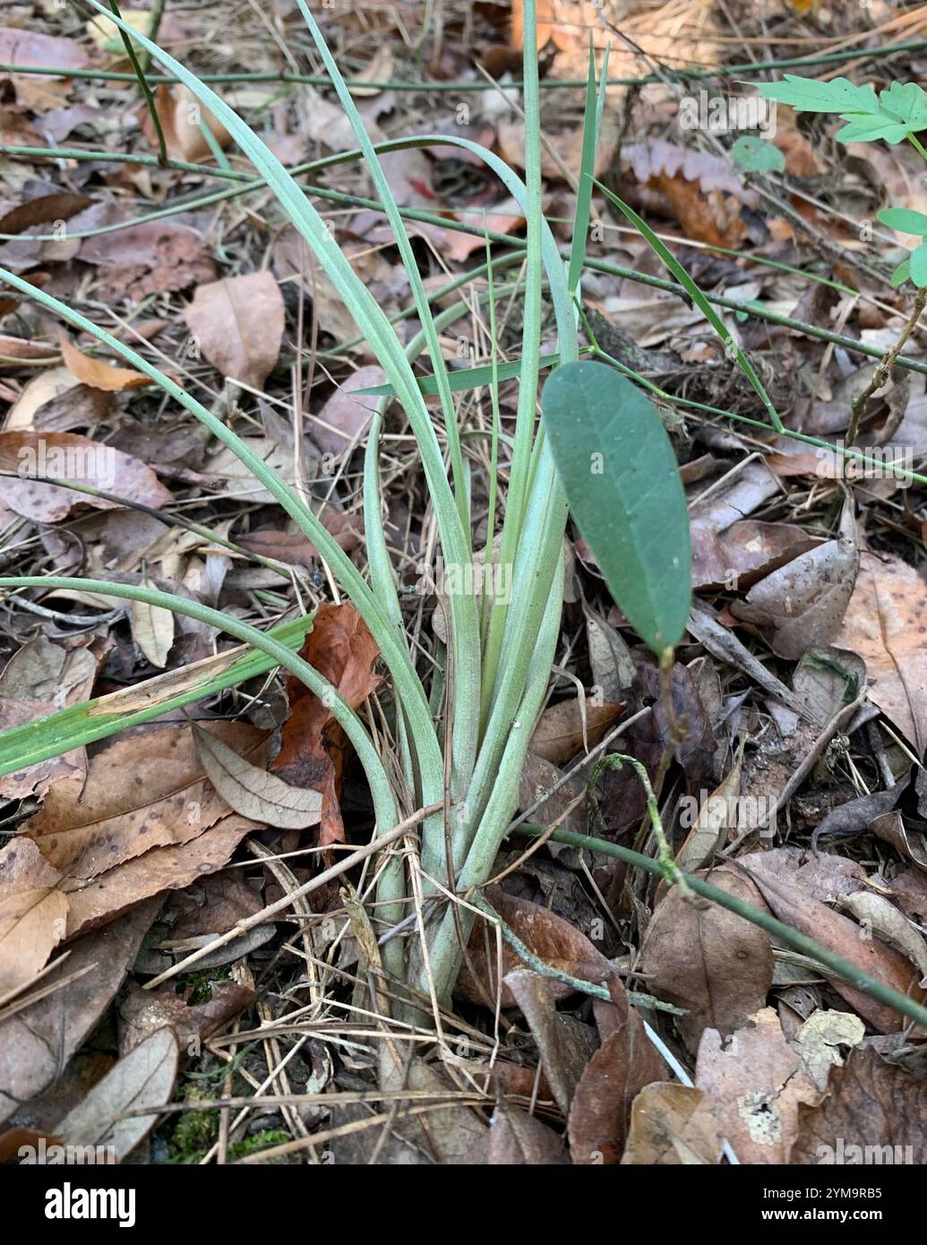 Manatee River airplant (Tillandsia simulata Stock Photo - Alamy