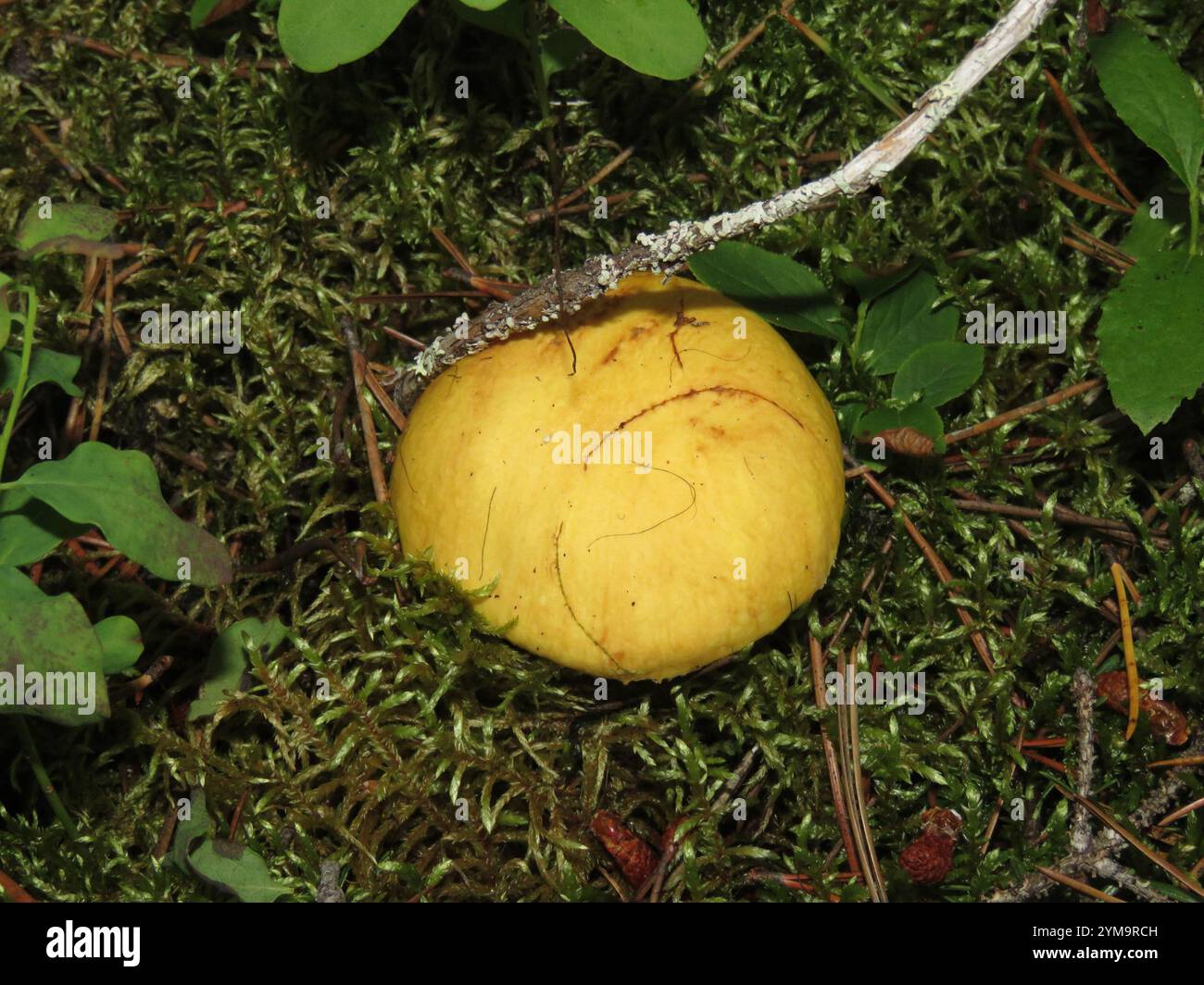 Blue-staining Slippery Jack (Suillus tomentosus Stock Photo - Alamy