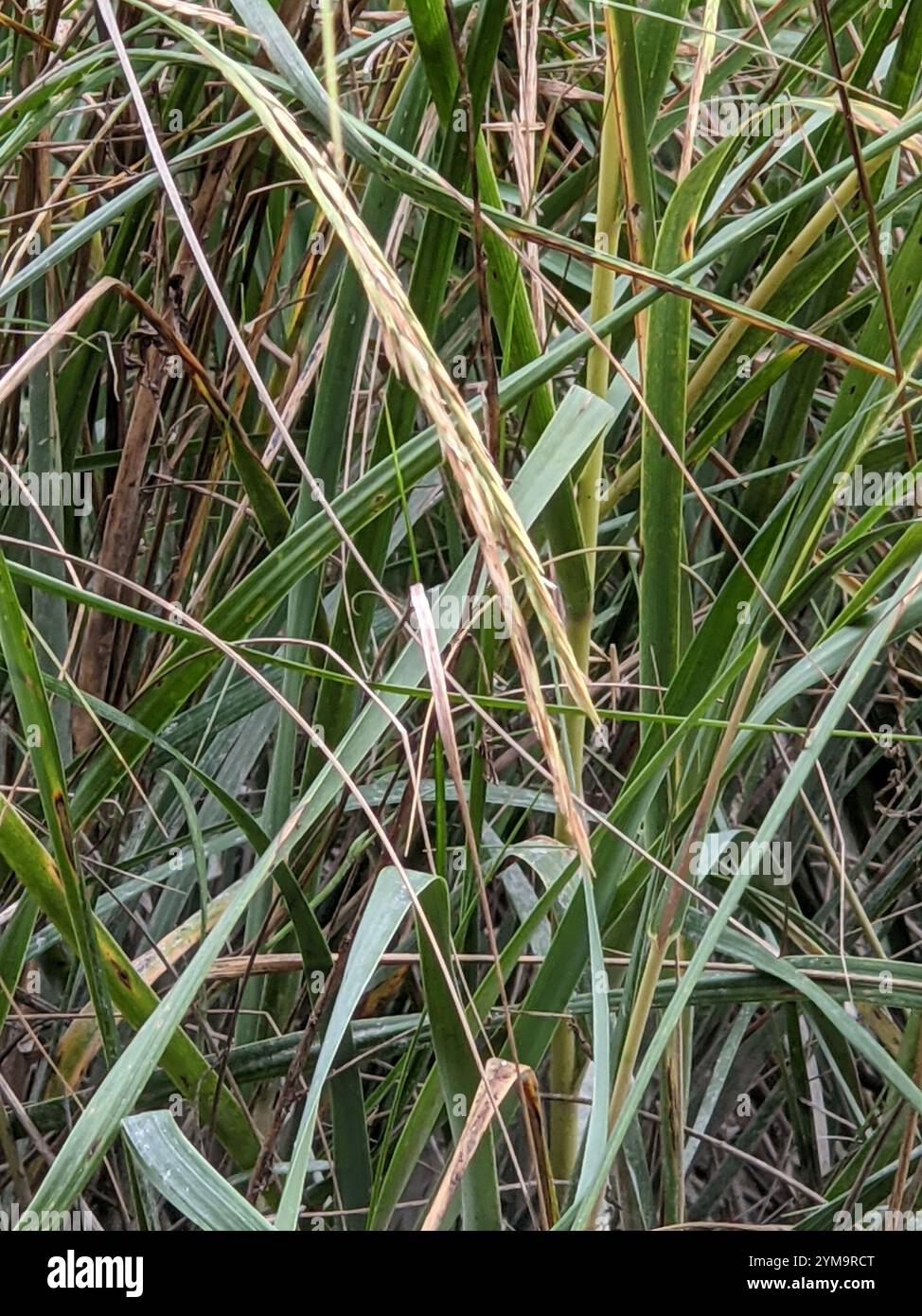 Saltmarsh Cordgrass (Sporobolus alterniflorus Stock Photo - Alamy