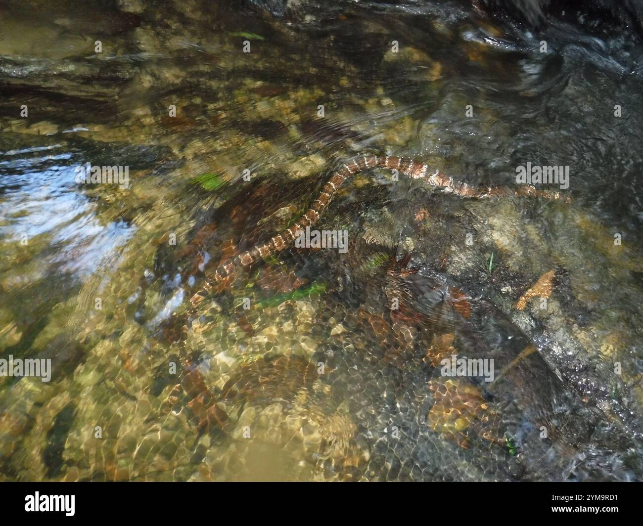 Herrmann's Water Snake (Hydrodynastes bicinctus Stock Photo - Alamy