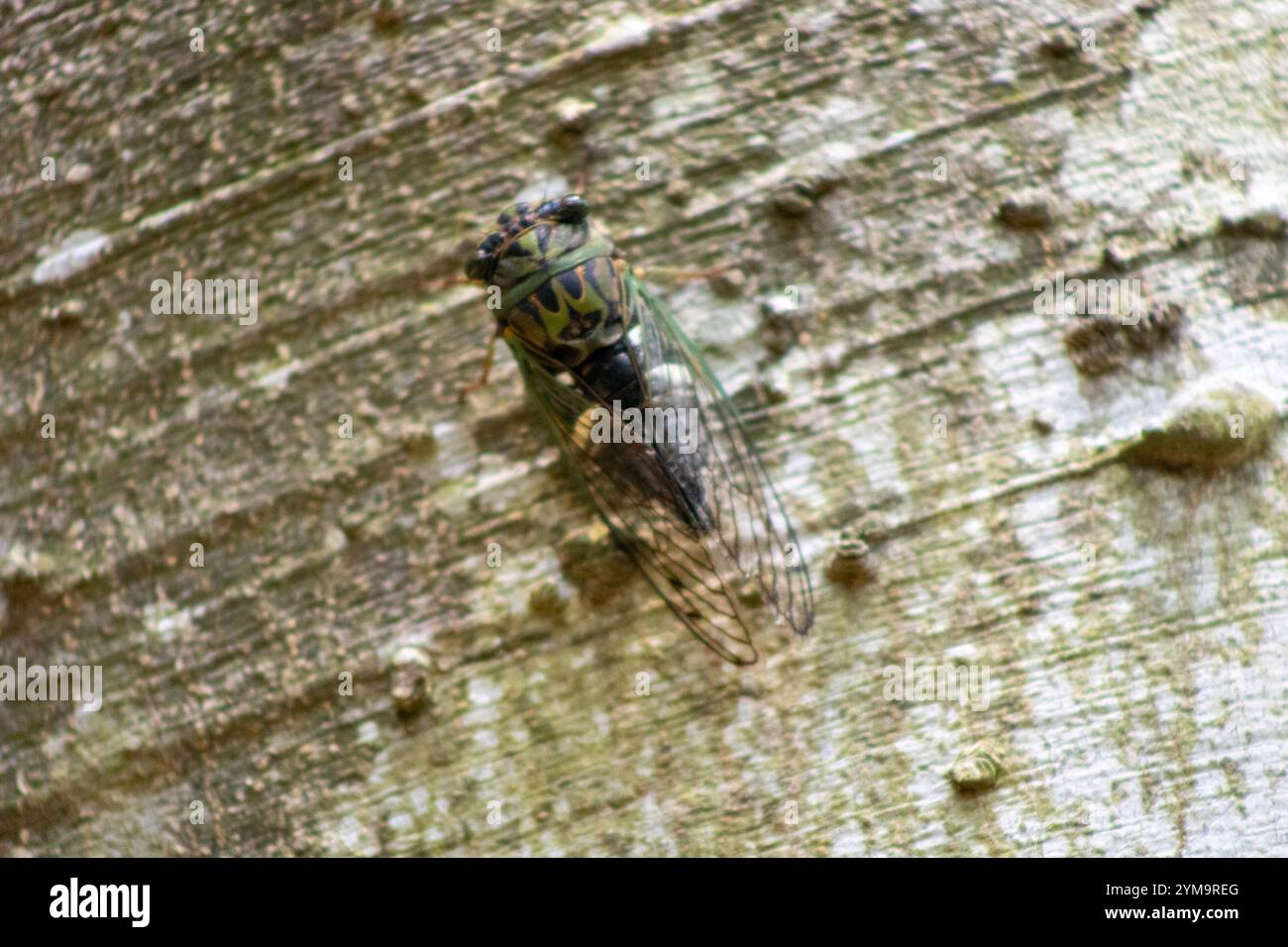 Coastal Scissors Grinder Cicada (Neotibicen latifasciatus Stock Photo ...