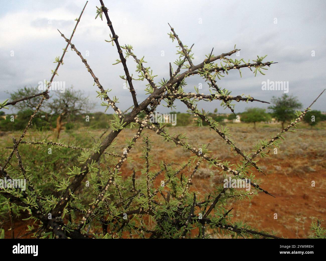 Wax Scales (Ceroplastes Stock Photo - Alamy