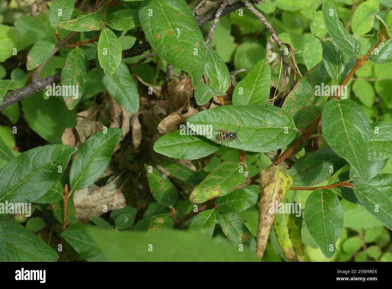 Alaska Yellowjacket (Vespula alascensis Stock Photo - Alamy