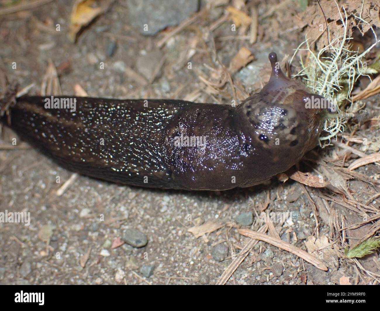 Leopard Slug (Limax maximus Stock Photo - Alamy