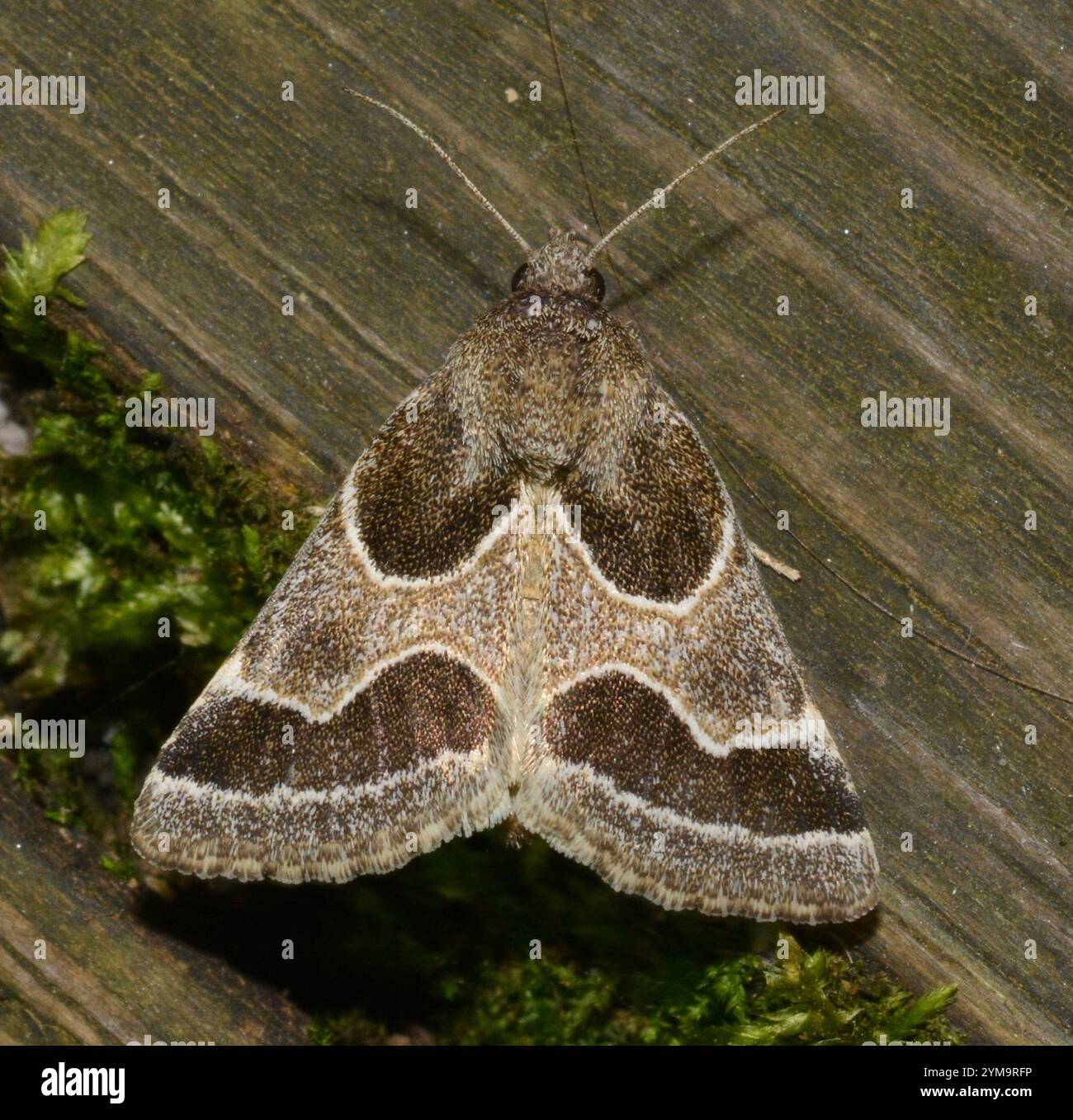 Ragweed Flower Moth (Schinia rivulosa Stock Photo - Alamy