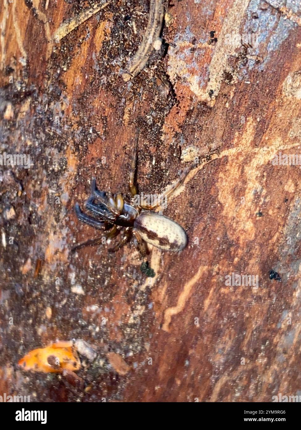 Snake-back Spider (Segestria senoculata Stock Photo - Alamy