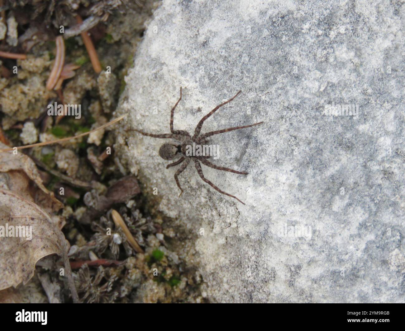 Thin-legged Wolf Spiders (Pardosa Stock Photo - Alamy