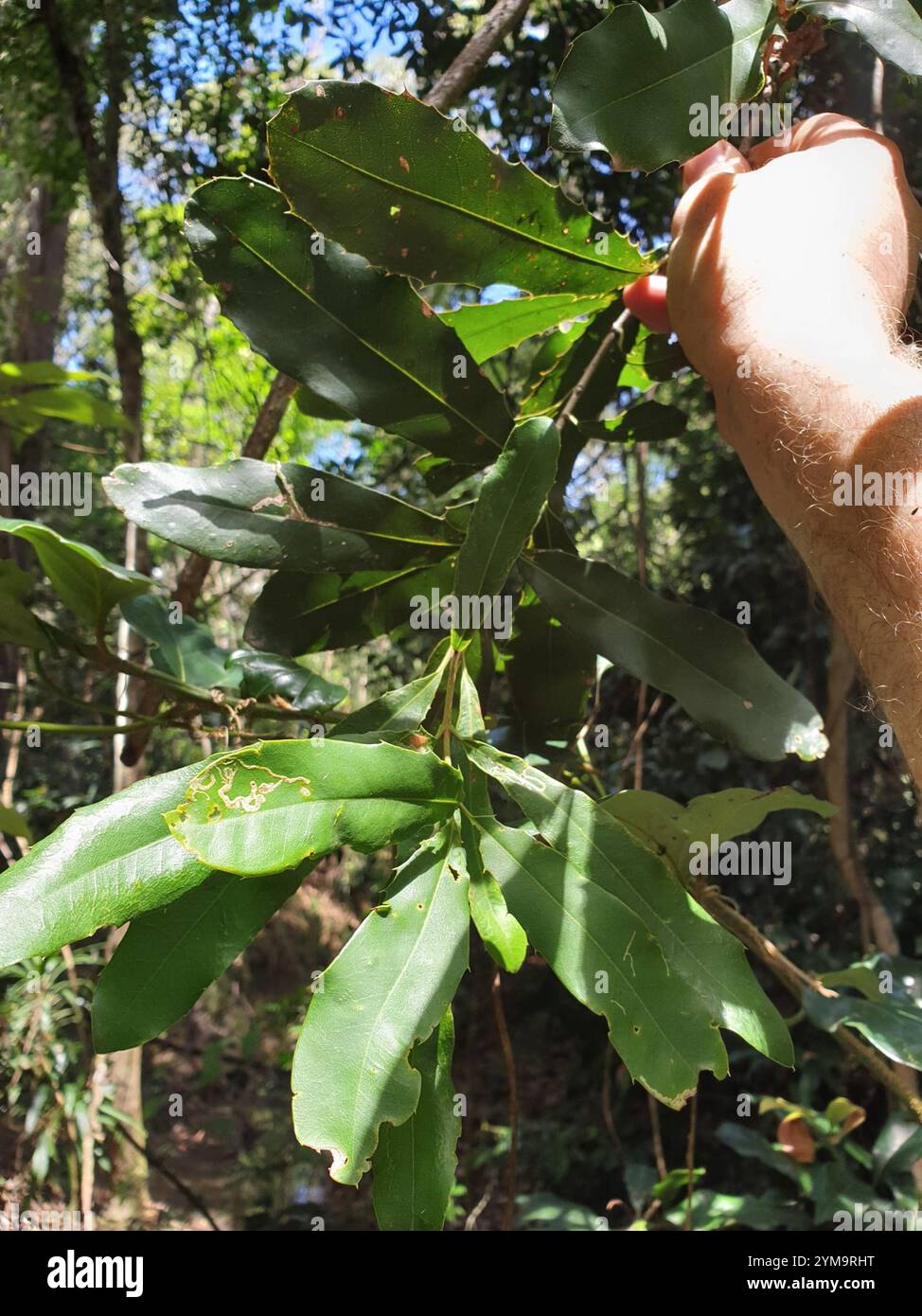 Macadamia Tree (Macadamia integrifolia Stock Photo - Alamy