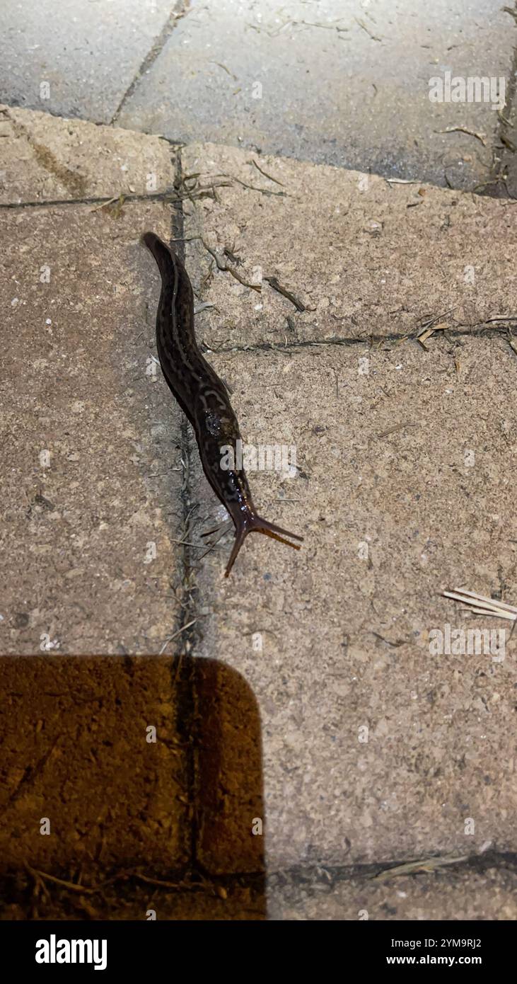 Leopard Slug (Limax maximus Stock Photo - Alamy