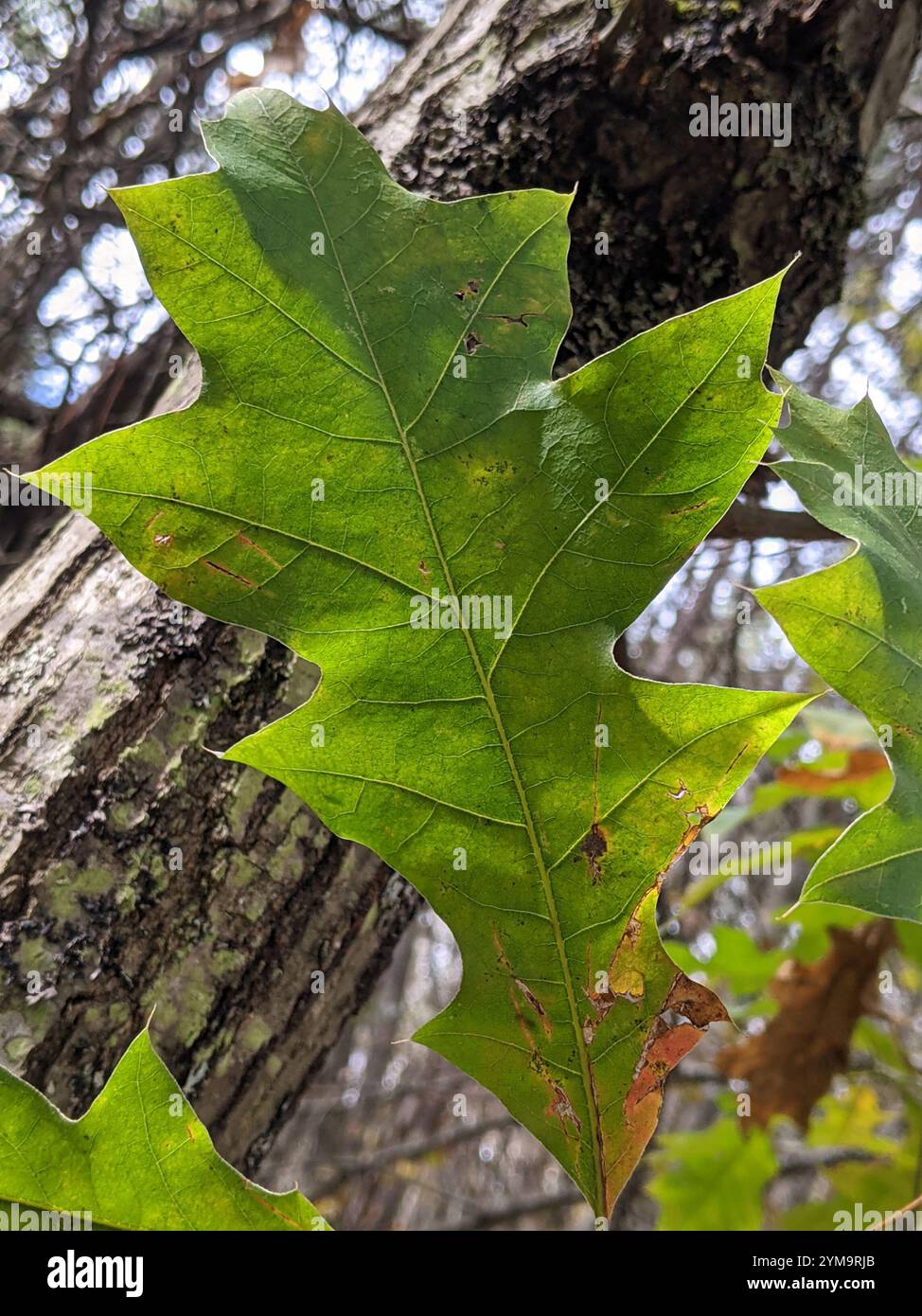 northern red oak (Quercus rubra Stock Photo - Alamy