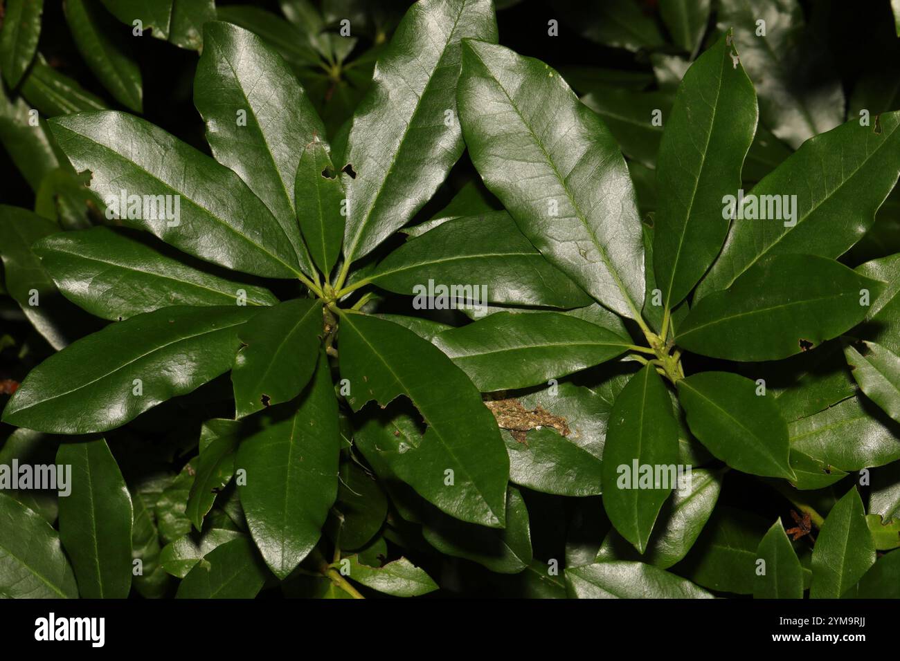 Common Rhododendron (Rhododendron ponticum Stock Photo - Alamy