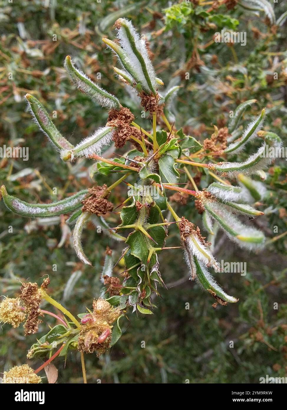Kangaroo thorn (Acacia paradoxa Stock Photo - Alamy