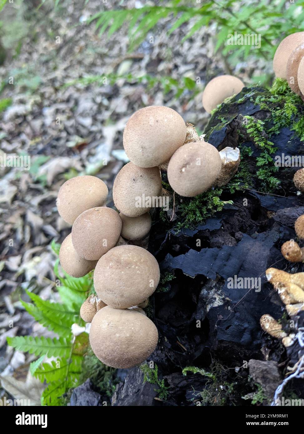 Pear-shaped Puffball (Apioperdon pyriforme Stock Photo - Alamy