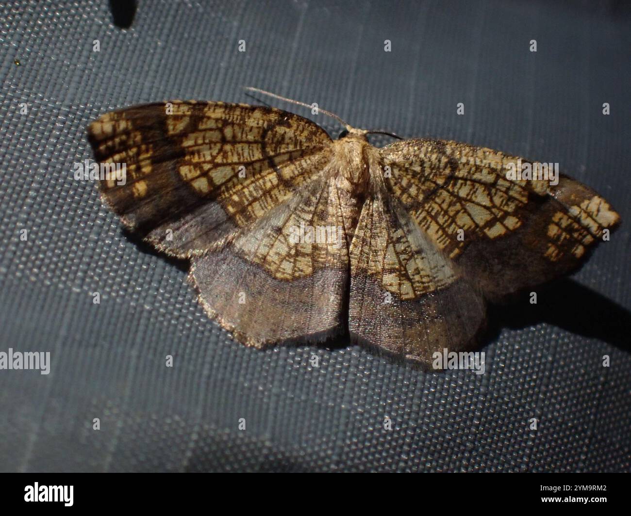Horned spanworm hi-res stock photography and images - Alamy